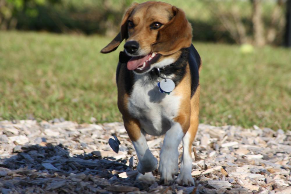 Naples Dog Park | Naples, FL